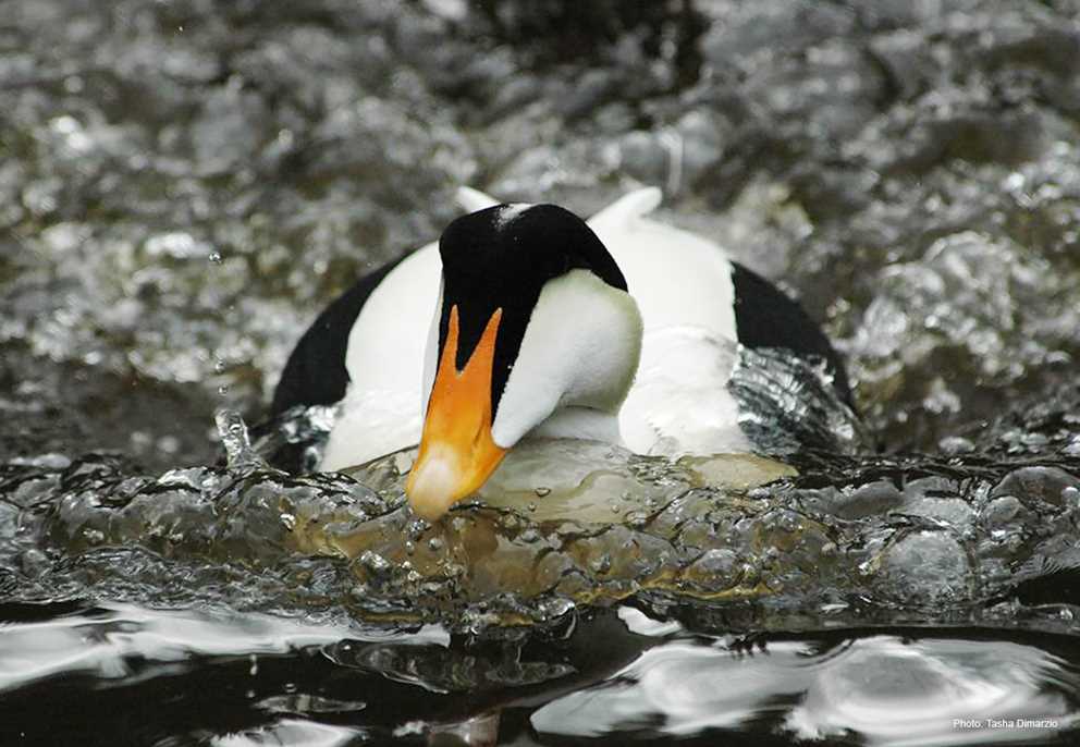 Common Eider | Ducks Unlimited